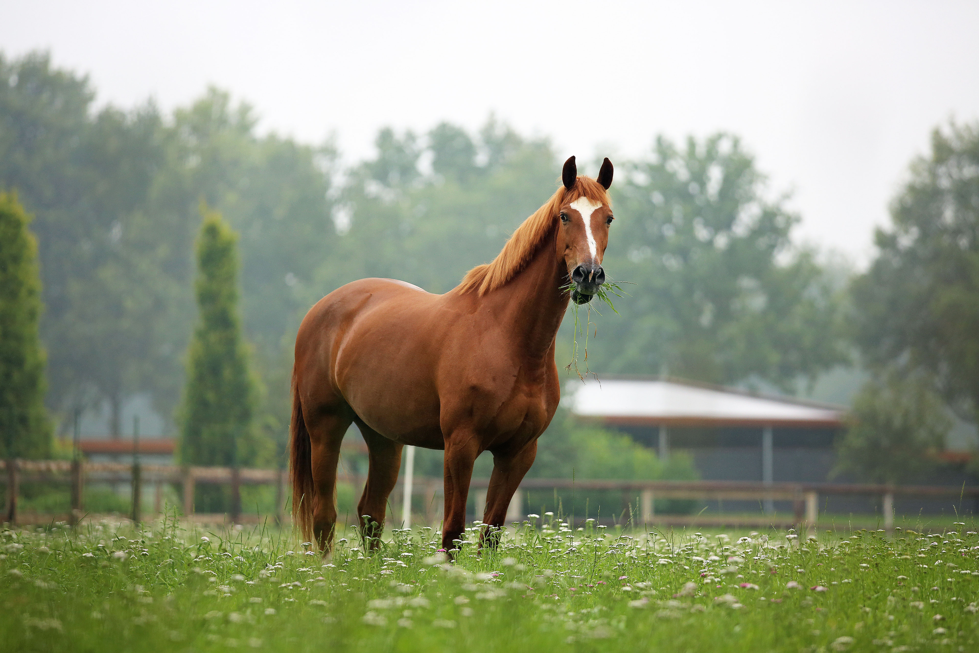 What you, breeder, should know about recipient mares. Part 2 with Hans ...