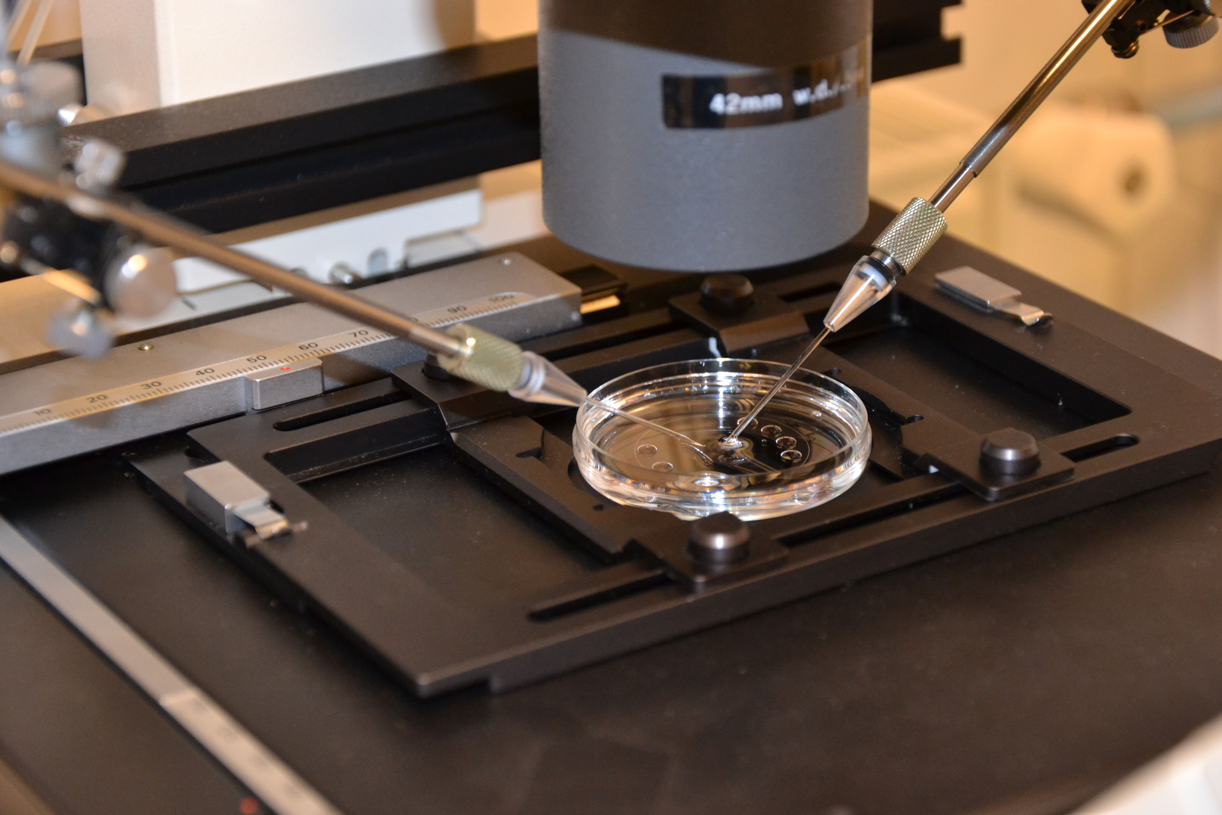 ET of ICSI, wat kost dat? Hans Hurkmans geeft inzage (deel 1) - Horse ...