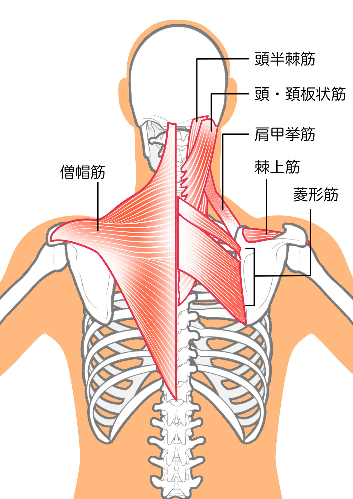 肩の筋肉名称図 – 肩の筋肉の構造 – EOOYJU