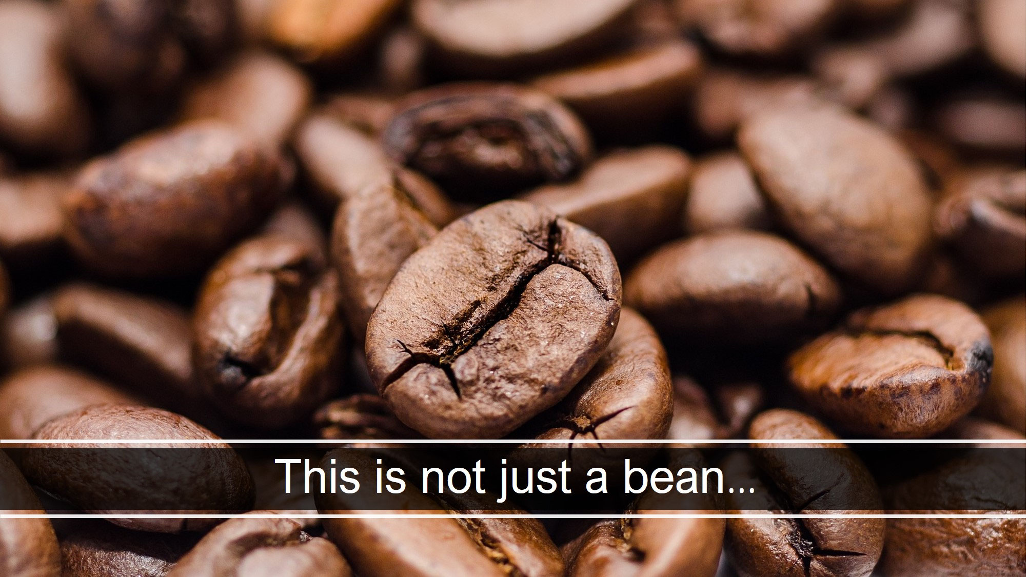 This is not just a bean... - MULTISENSING+