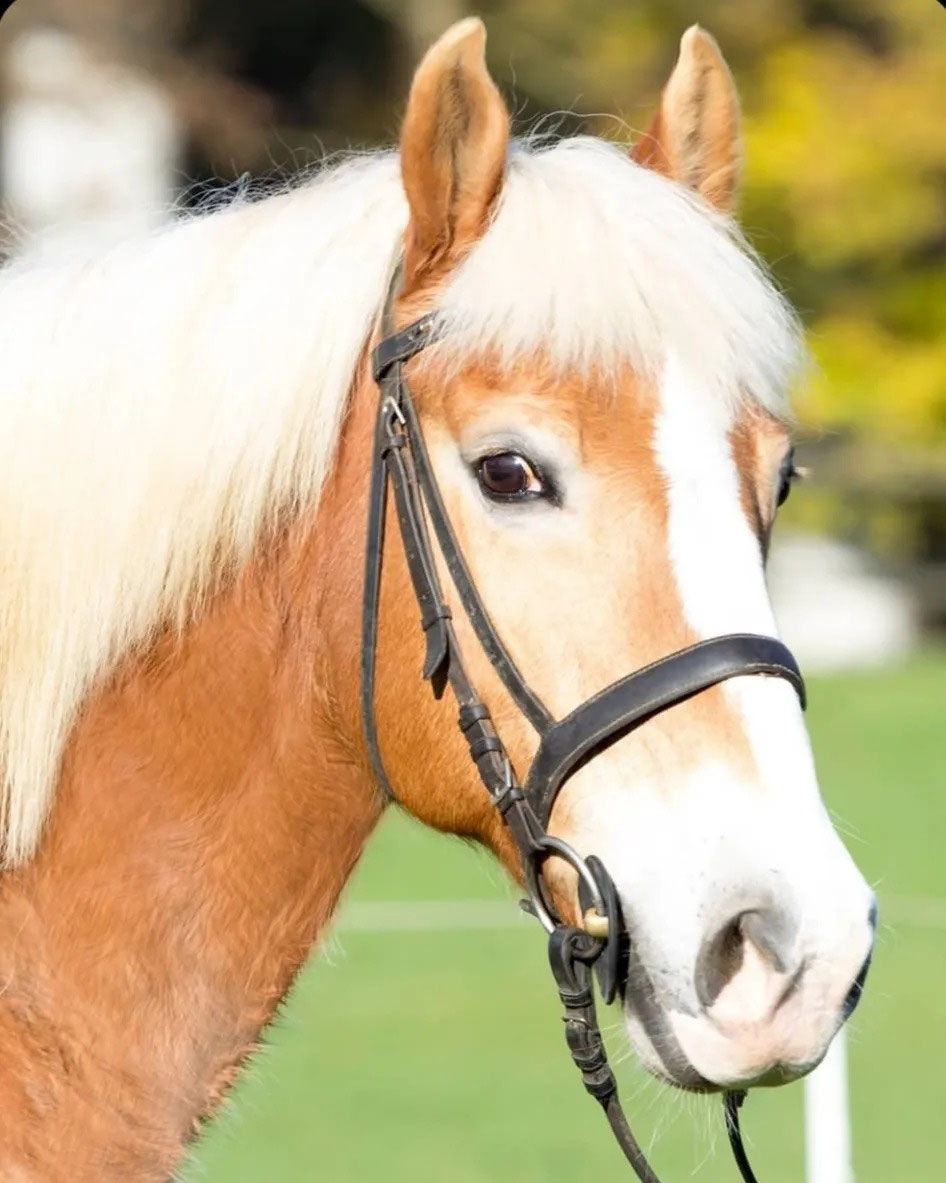 DANKE Apollo! - Reit- und Fahrverein Schwäbisch Gmünd e.V.