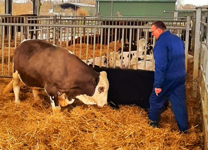 Train young (breeding) bulls by making them move in a controlled manner ...