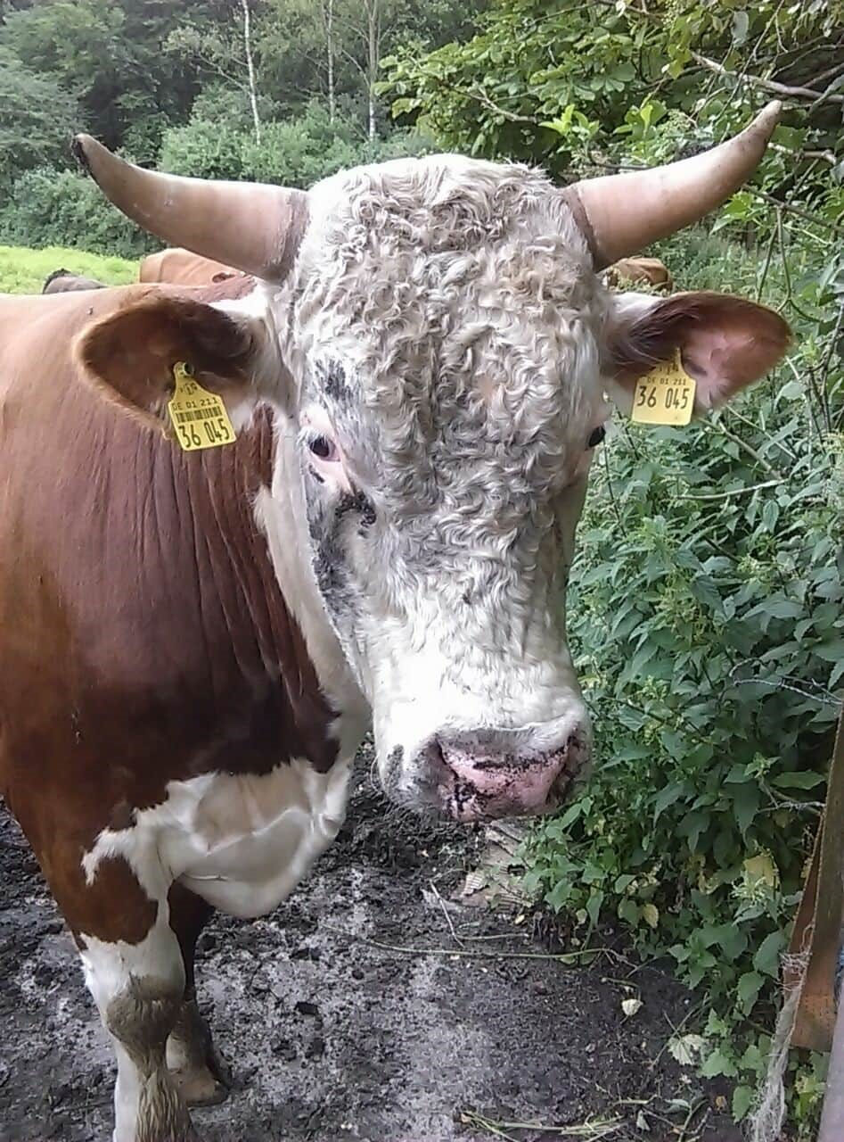 Bulls and their "manual" (part 1) - www.stockmanship.eu