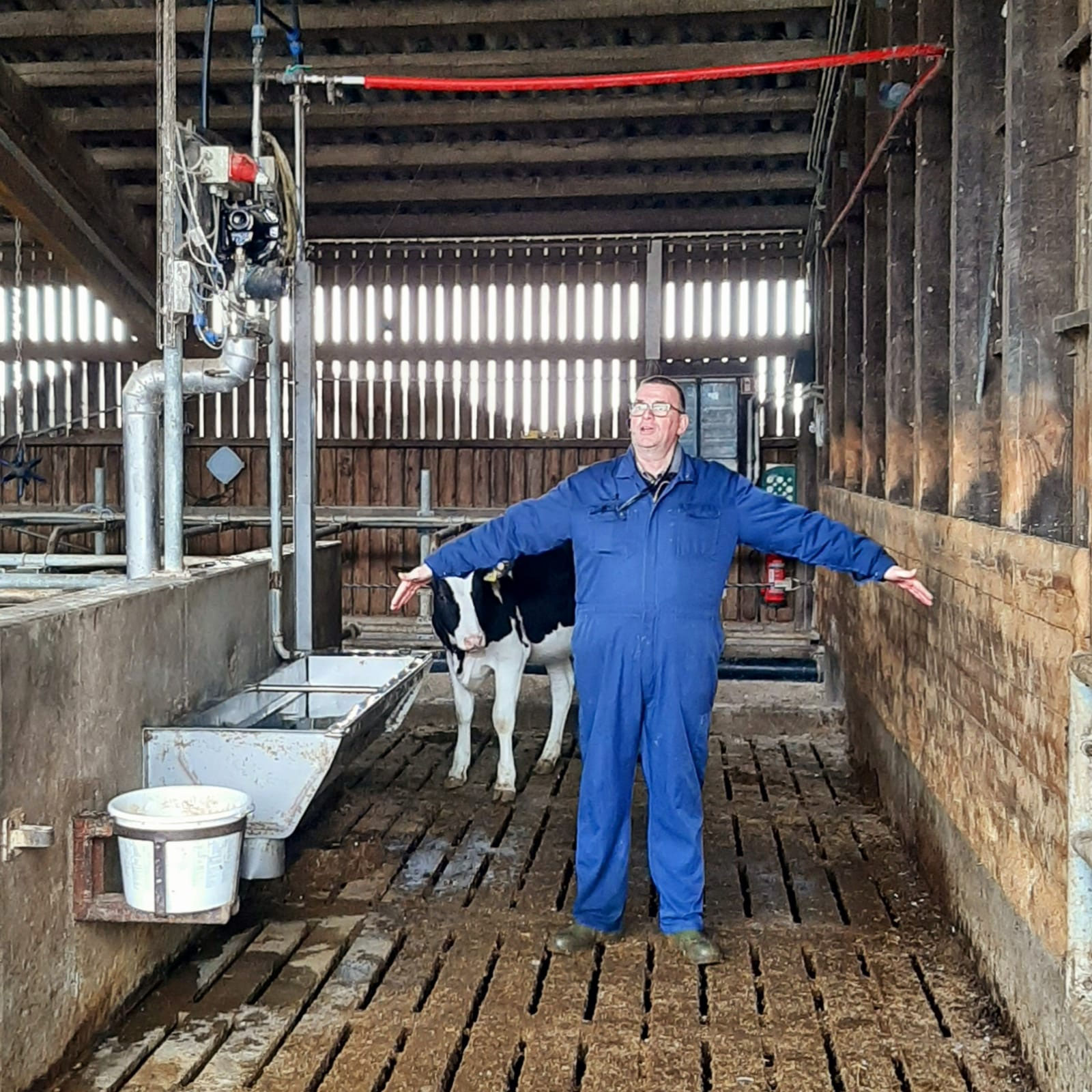 Do you ever experience traffic jams in the cow barn? - www.stockmanship.eu