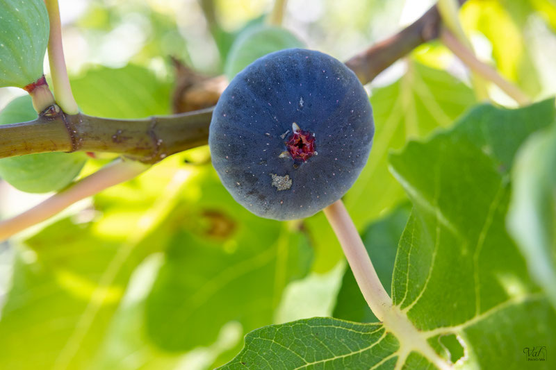 Figues - La figue de Solliès pont
