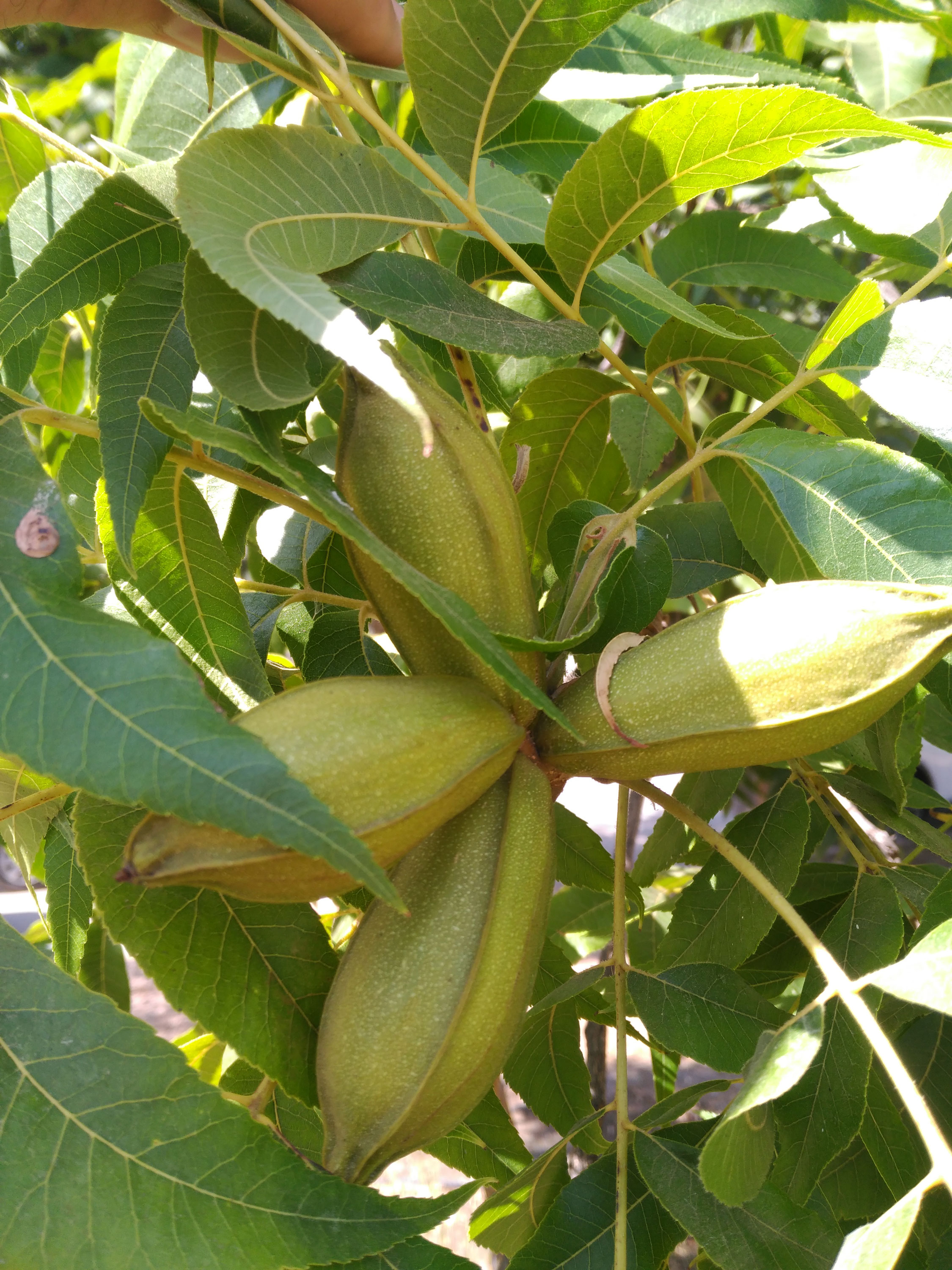 Pecano (Carya illinoinensis) - Quercus Viveros. Planta de nogal y ...