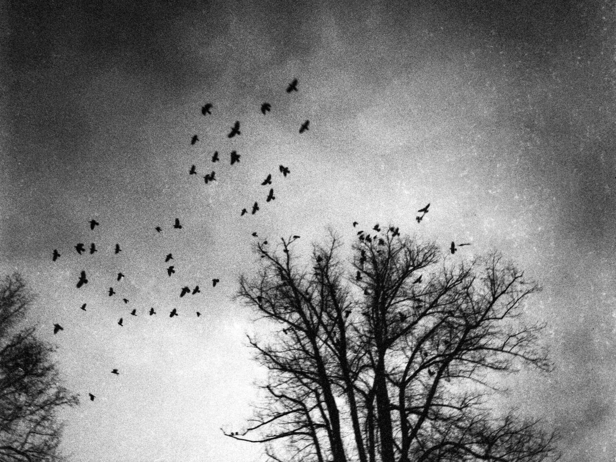 How to capture flying birds on analog film - FollowTheGrain.de
