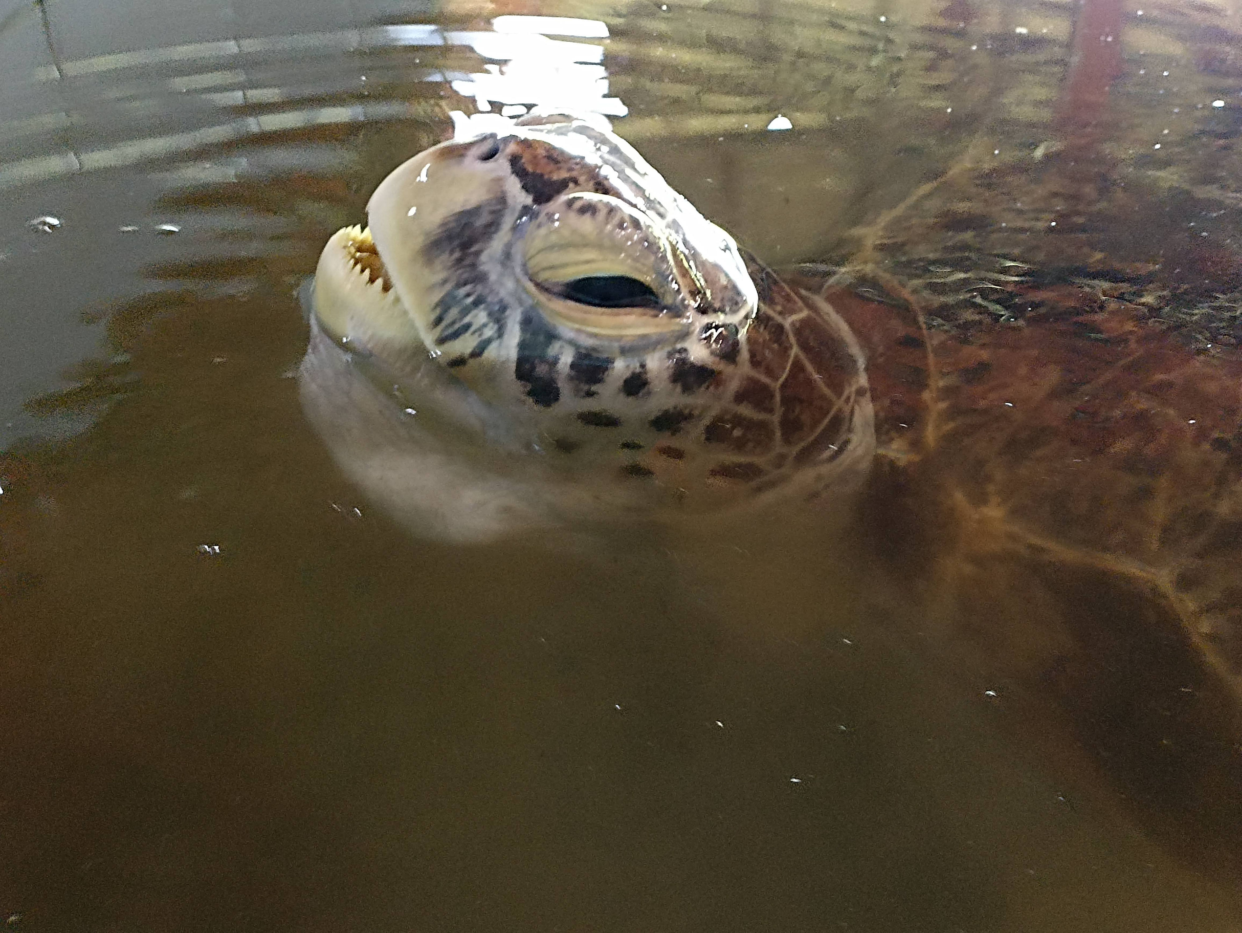 Do Turtles Have Teeth? - balinemo-naturetrip.com
