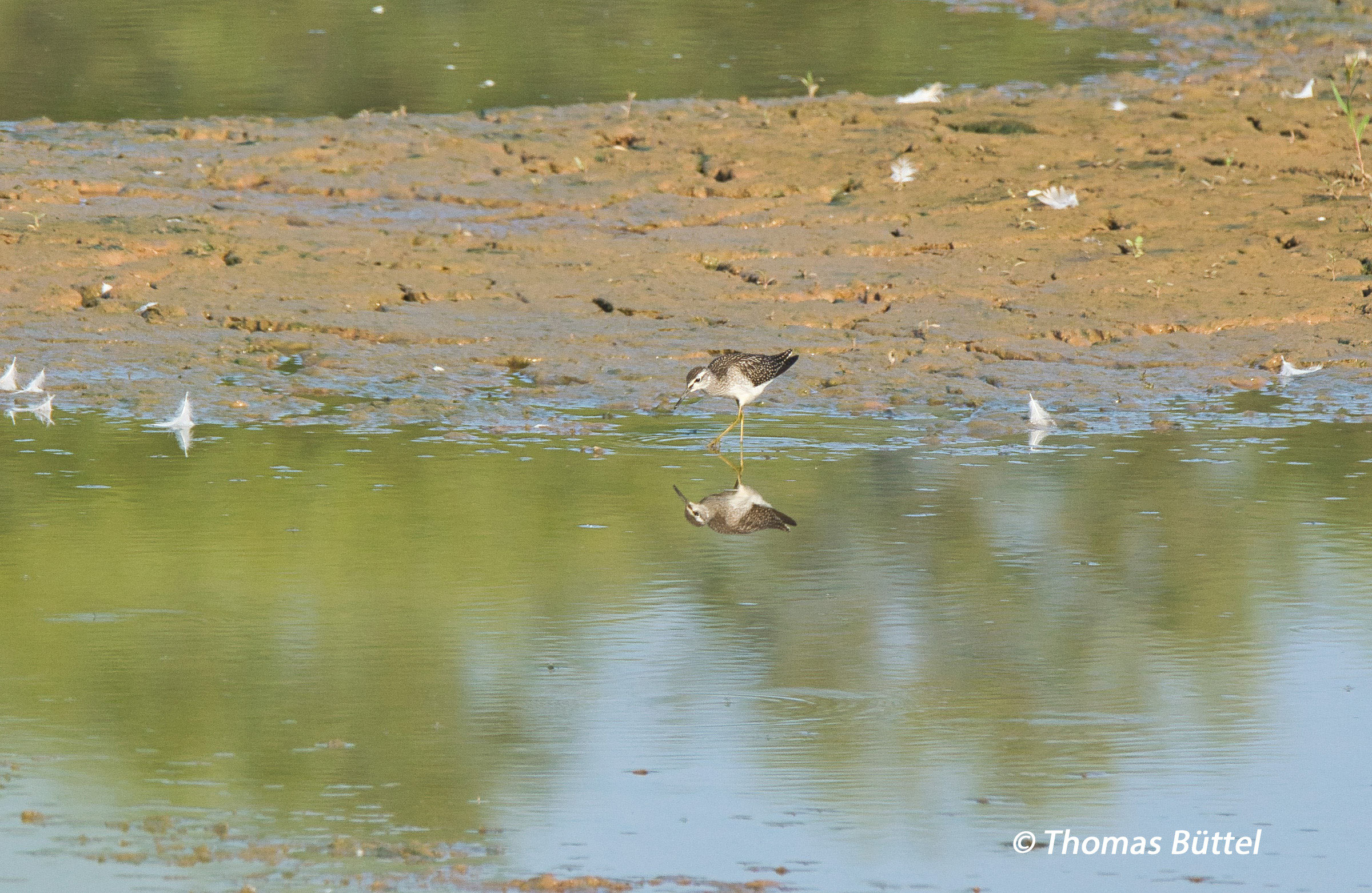 Wader Migration starts - Birding Franconia