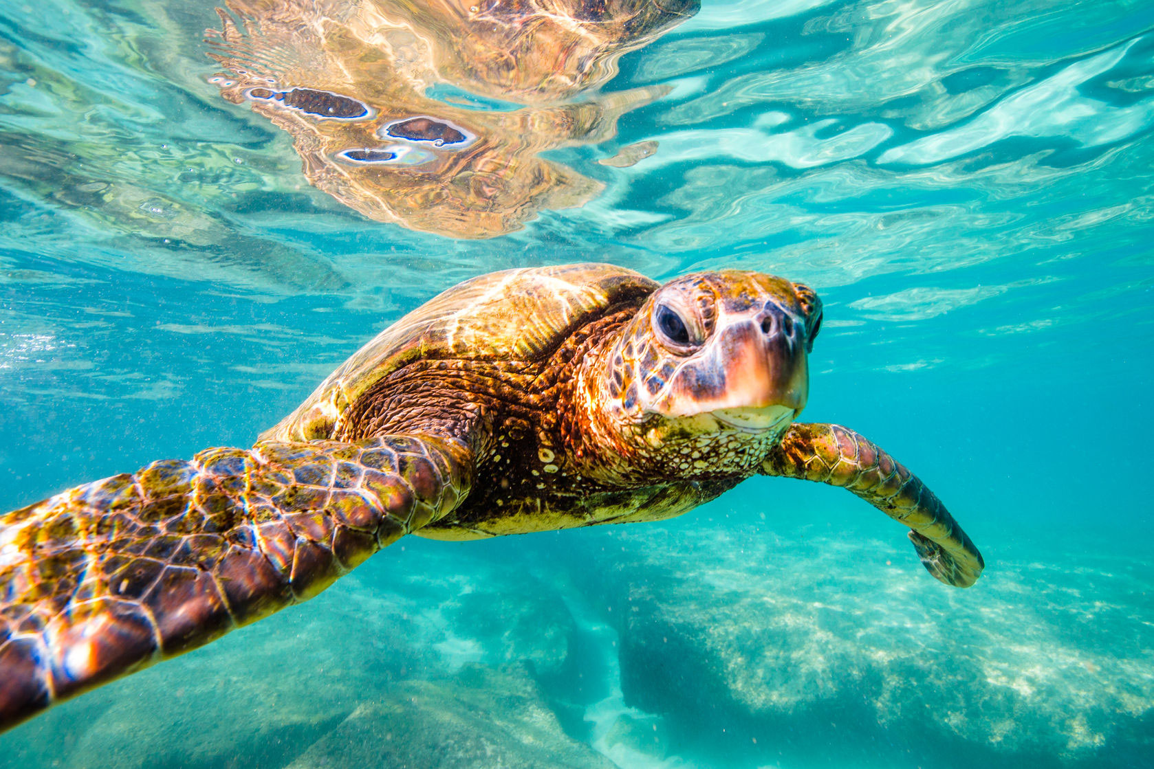 Sea Turtles for Kids - Facts About Sea Turtles - The Wild Adventure Girls