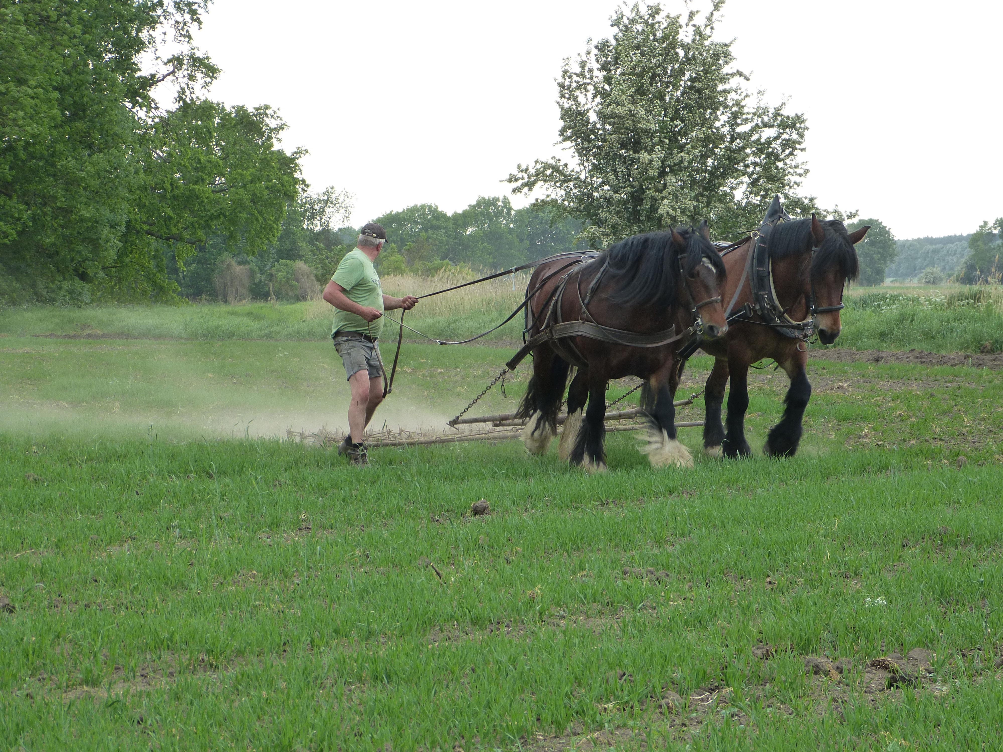 Mit den Pferden auf dem Acker - Ökohof Fläming - Gutes von hier!