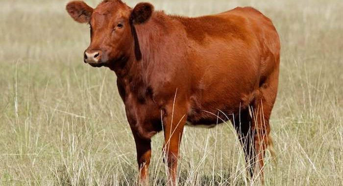 122 ADUMAH roja alazana - Misterios decodificados de la Torah