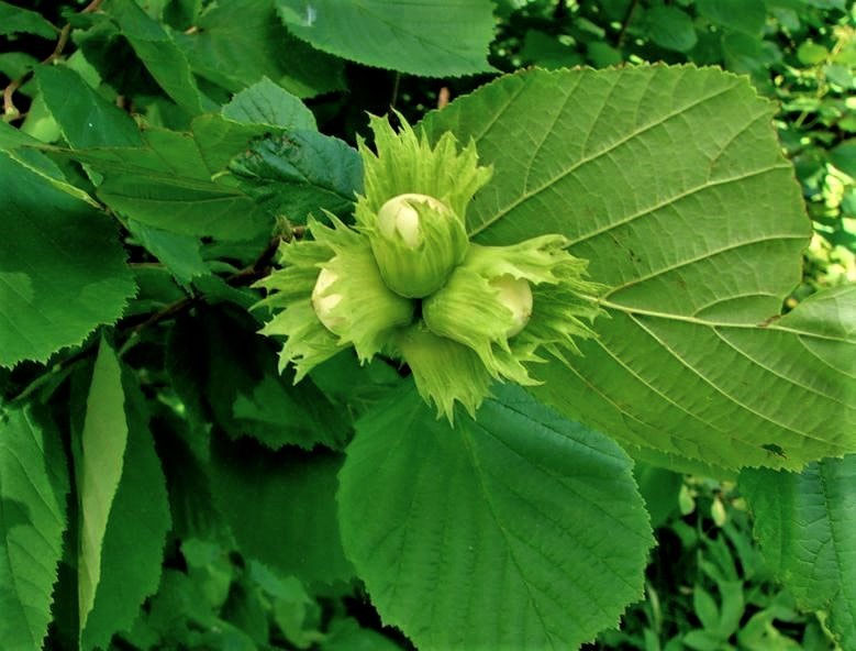 Le noisetier commun - Fiche pépinière citoyennne Run for Planet - All ...
