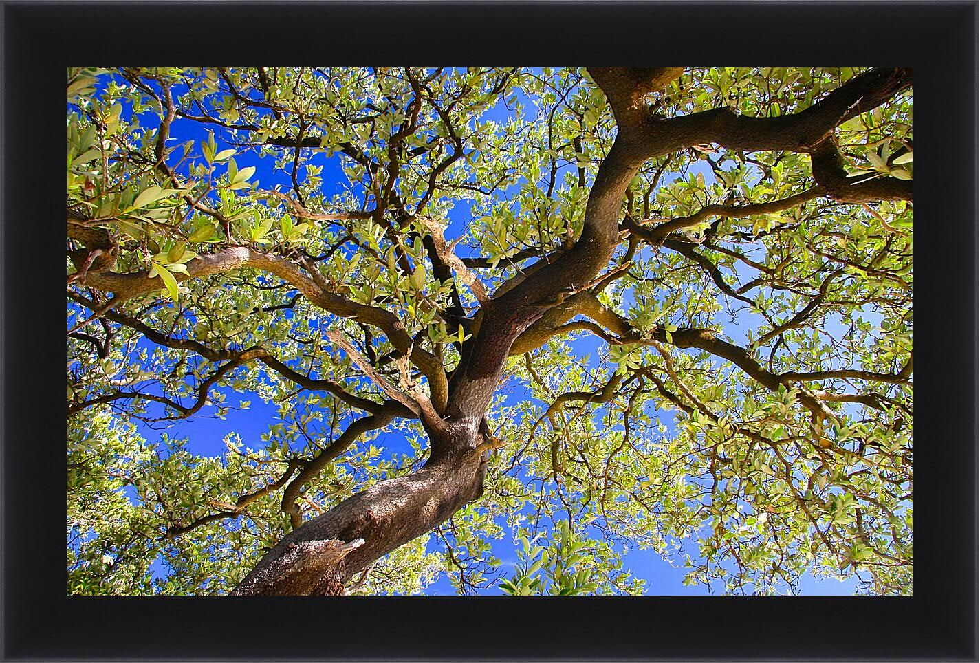 The Tree as a Source of Inspiration: Biomimicry - All around the Planet