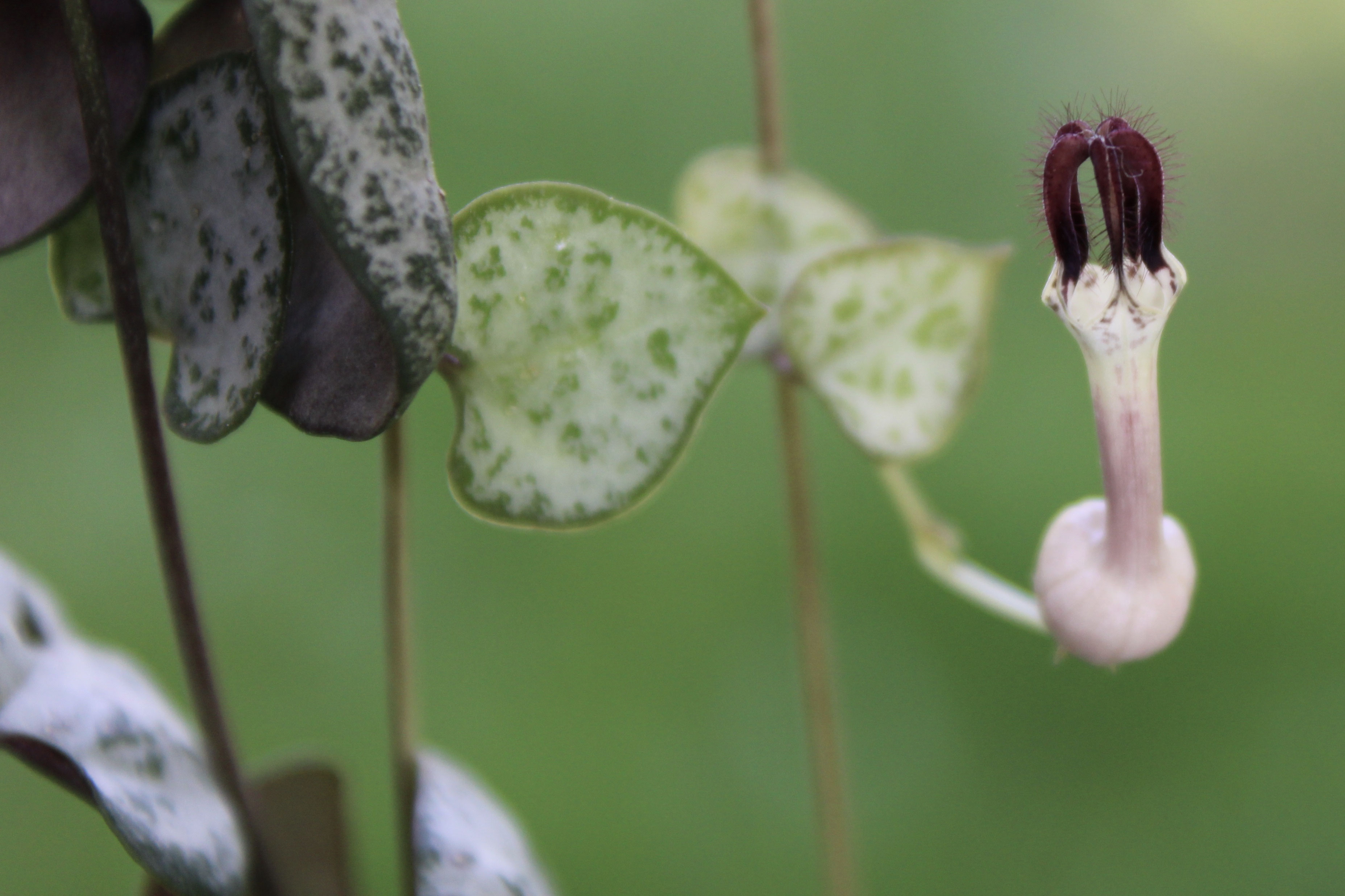 Ceropegia - Benvenuti su succulentsaddicted!