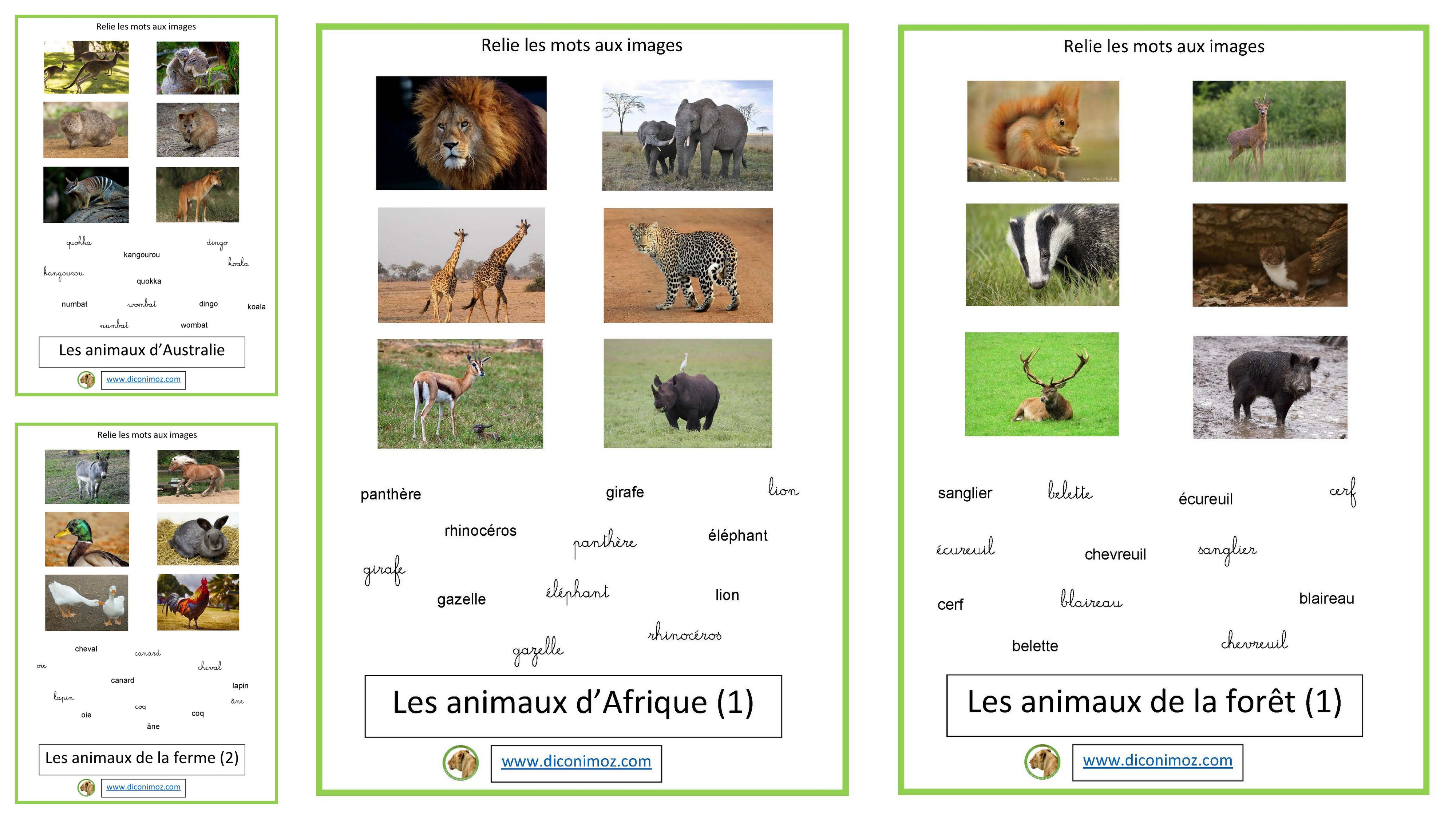 Relie les mots aux animaux - Dictionnaire des animaux