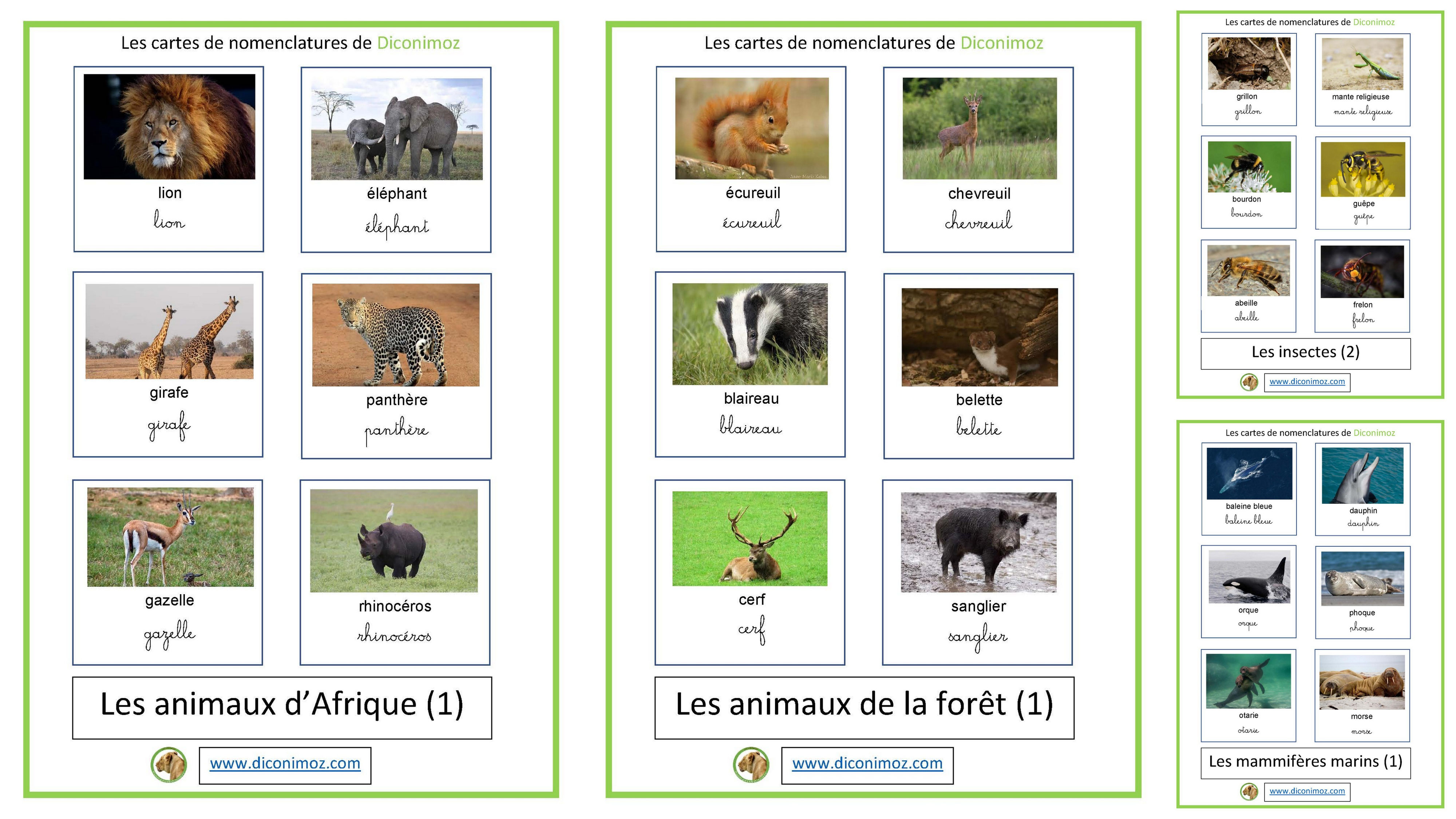 Fiches nomenclatures animaux - Dictionnaire des animaux