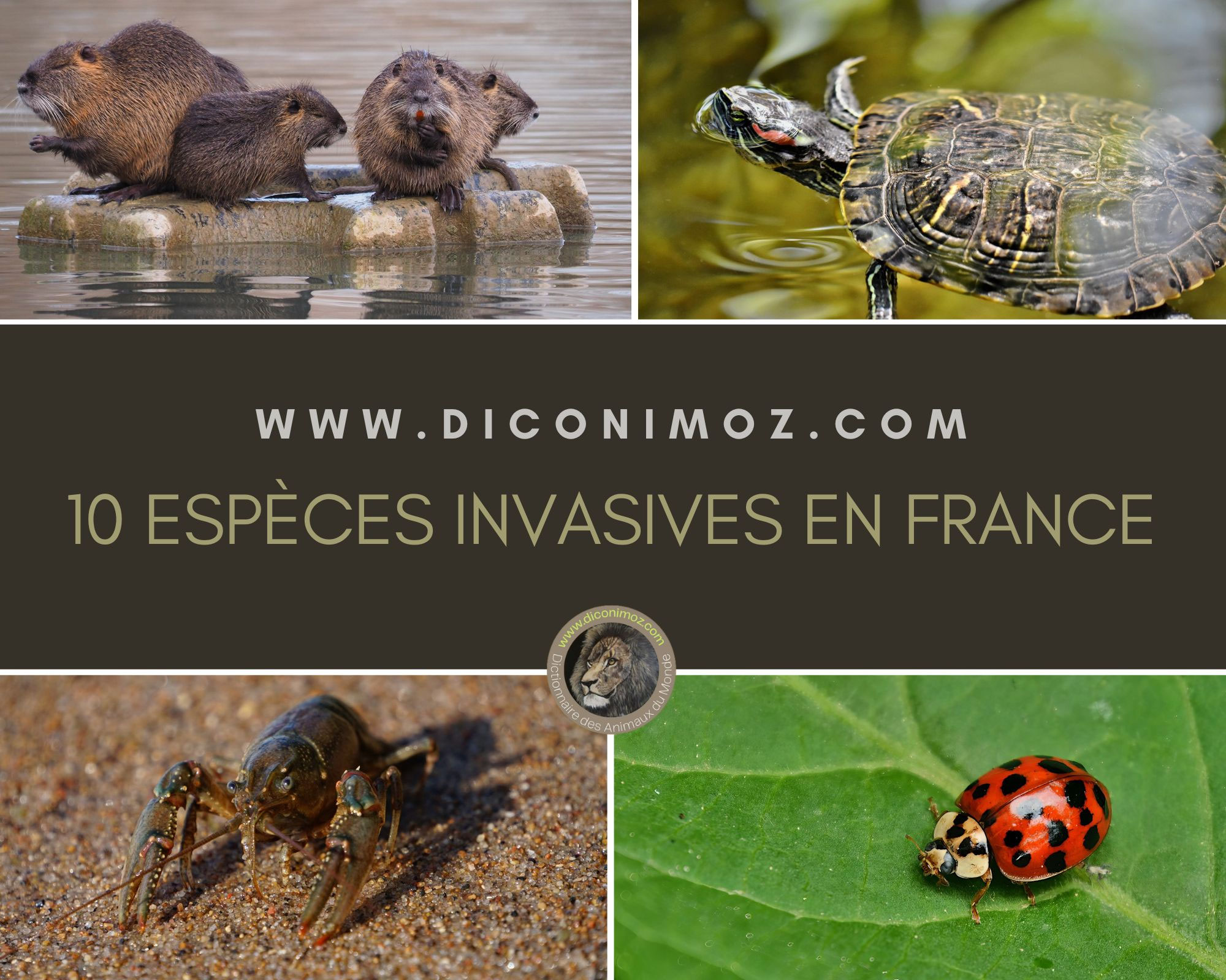 10 espèces invasives en France - Dictionnaire des animaux