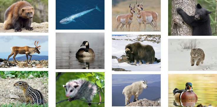 Les Animaux du Canada : 2ème partie - Dictionnaire des animaux