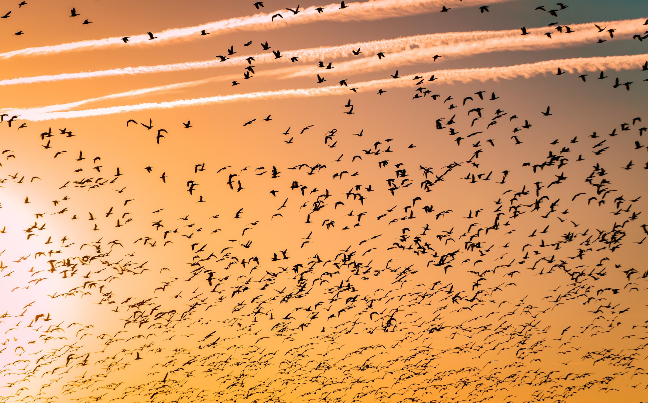 Migration des oiseaux et changement climatique - Site des SAMU de l ...