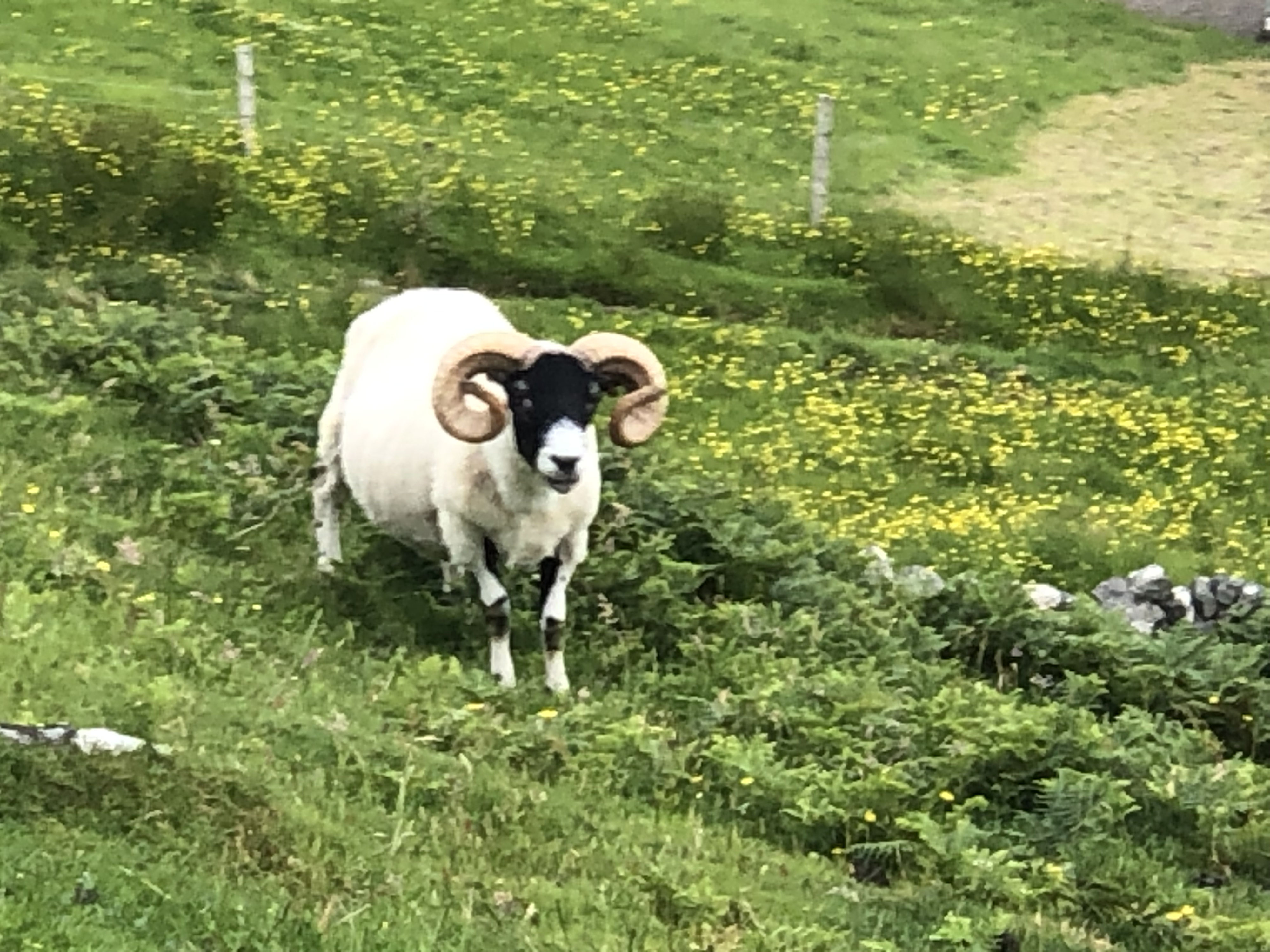 Kreuzfahrt-Stornoway auf eigene Faust - was Ihr gesehen haben solltet ...