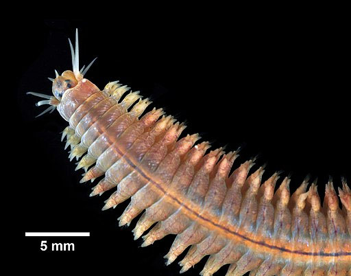 Hediste pontii sp. nov., una nuova specie di anellide nel Mar Adriatico ...