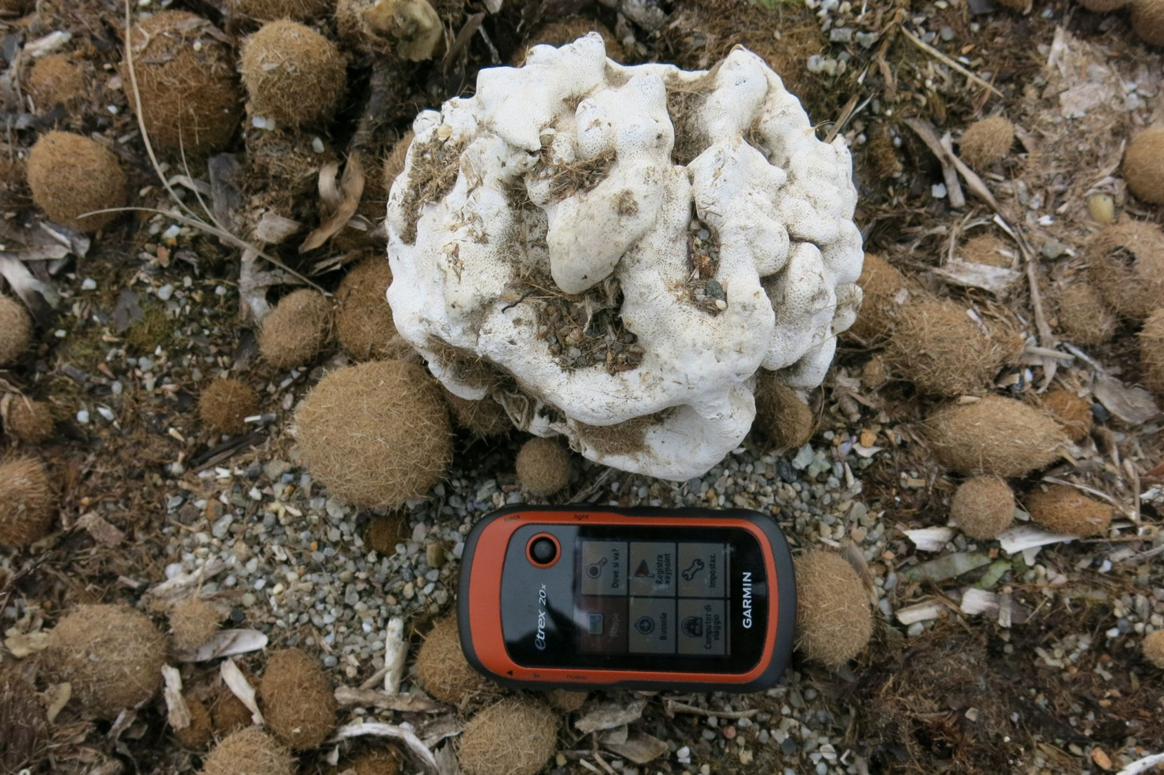 Spiaggiamenti massivi: il caso Geodia cydonium - Benvenuti su scubamonitor!