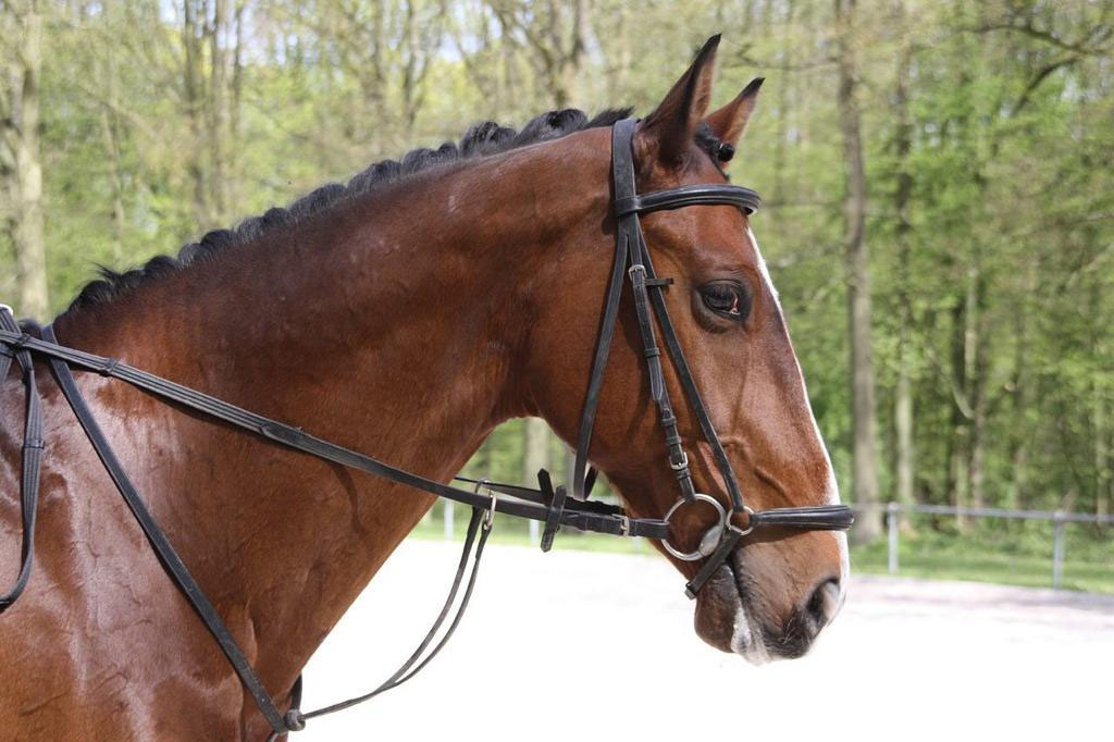 Pferd Speichelt Plotzlich Stark