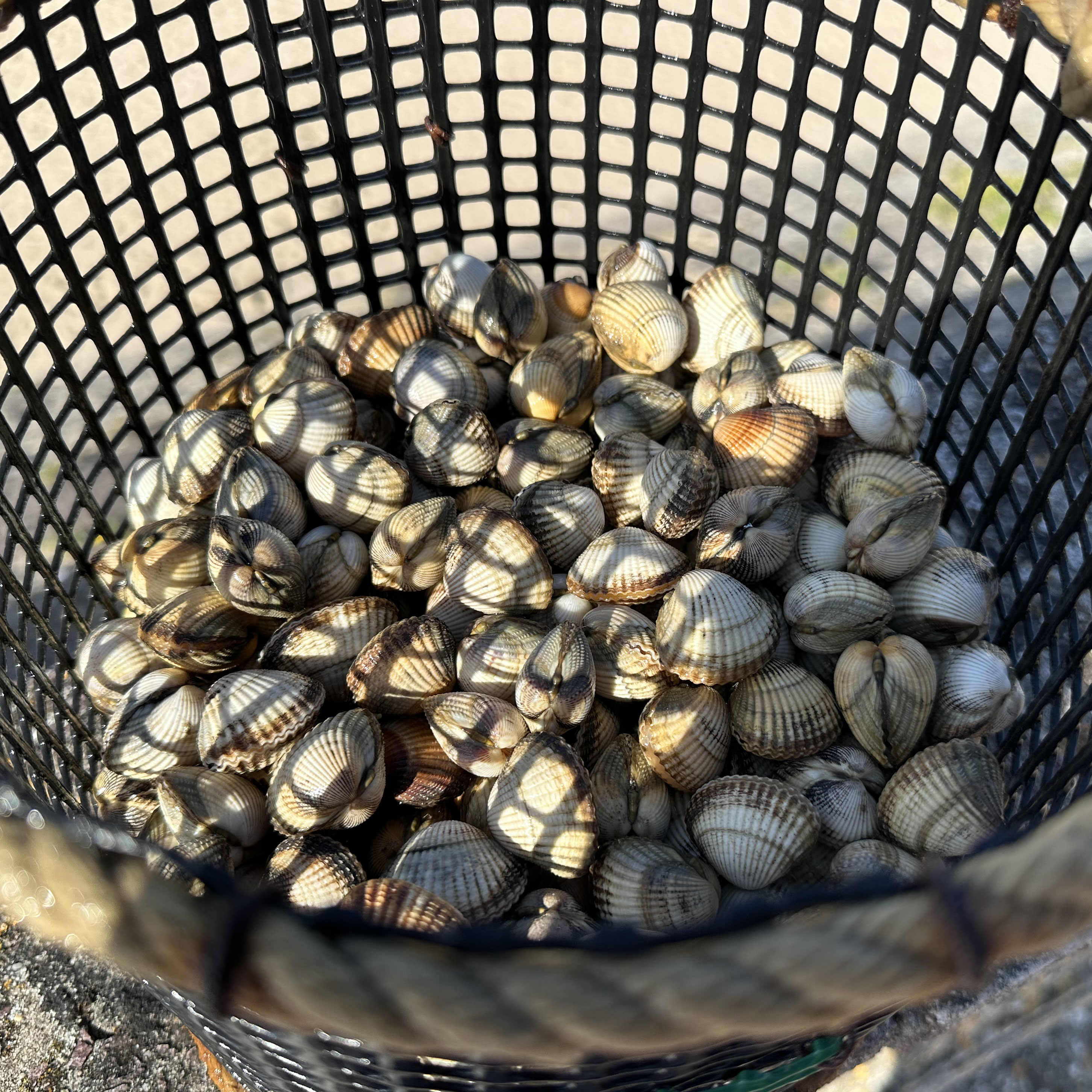 La pêche aux Coques à Cabourg - Site Officiel des Coques de Cabourg