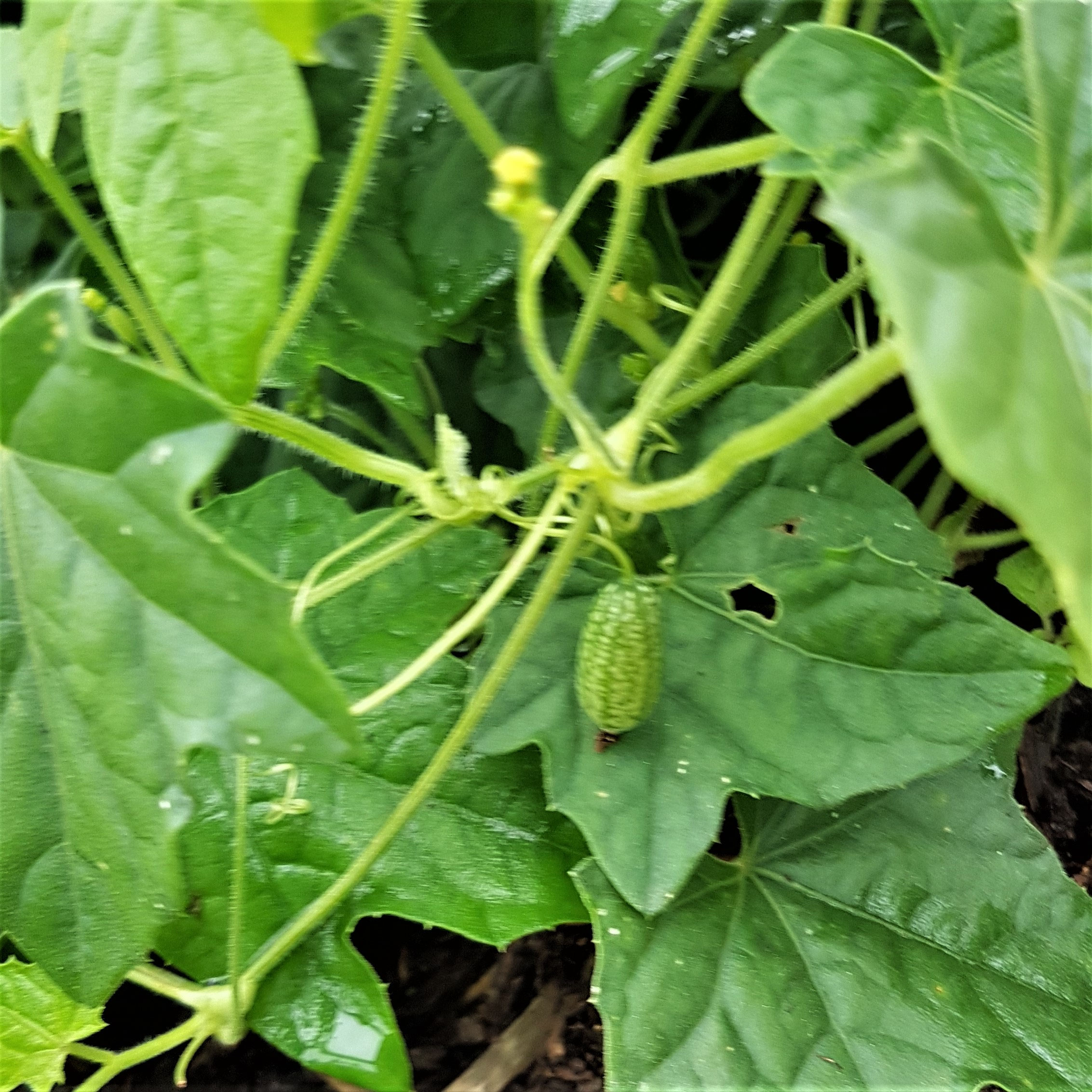 60 Gemüsesorten in 60 Tagen: Mini-Gurken - Tanjas Küchengarten in ...