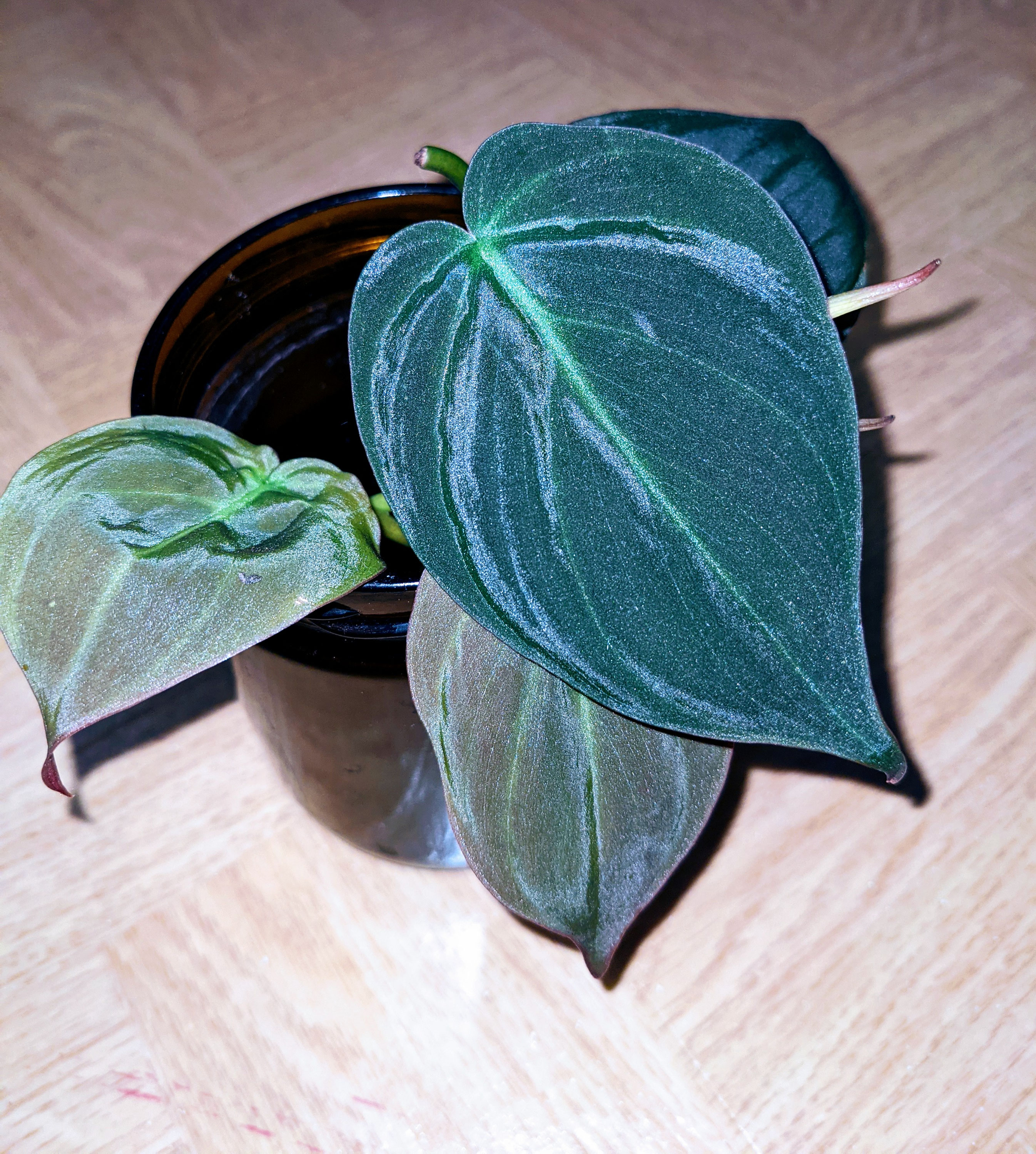 Ableger - plant.tastical