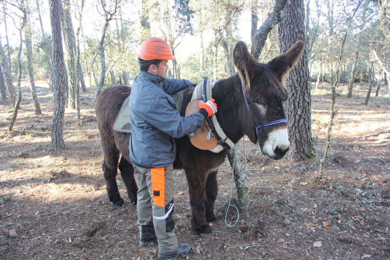 Webinar: Evaluation of collar types used on working donkeys in Europe ...