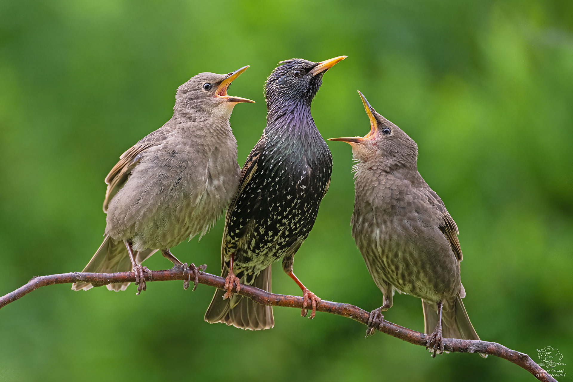 2024 - Sheepy4Ever Webseite