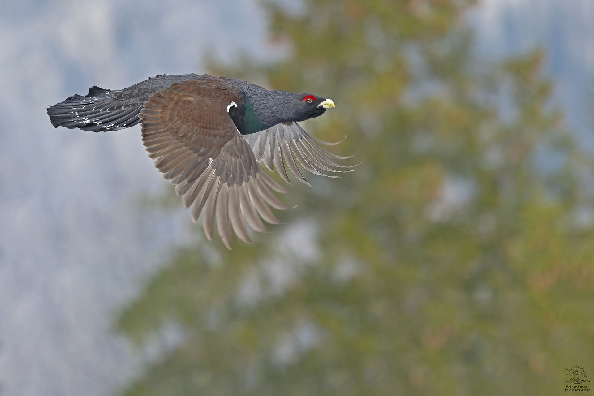 Calumet - Photo der Woche - Sheepy4Ever Webseite