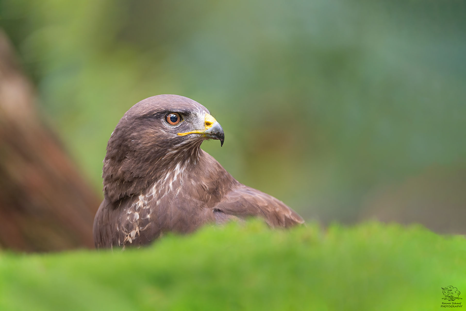 Bussard (Buteo) ... - Sheepy4Ever Webseite