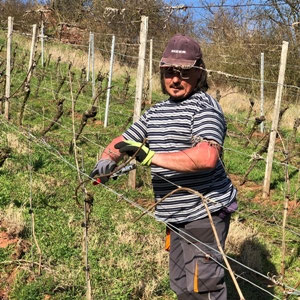 IM WEINBERG | REBERZIEHUNG: BIEGEN & BINDEN - winzerhof-schaller.de