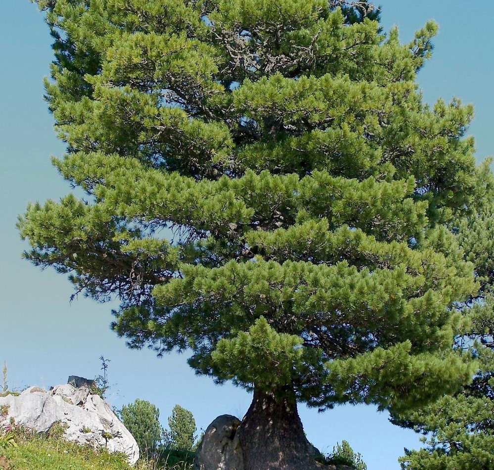 Zirbenholzbett vom Schreiner - Schreinerei Wiedmann