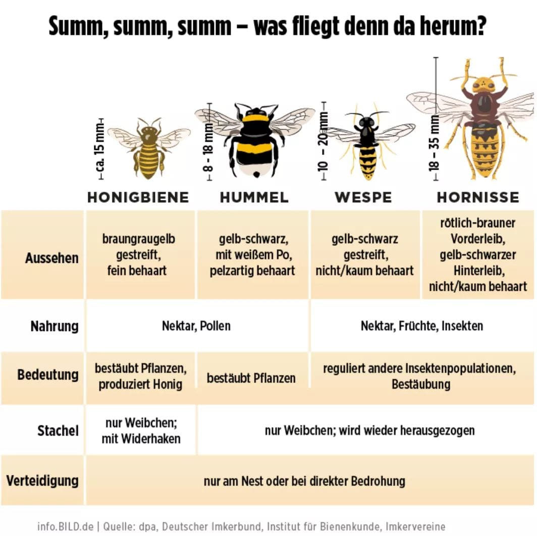 Bienengift - Apitoxin: Gift, Allergen und Heilmittel der Honigbiene ...