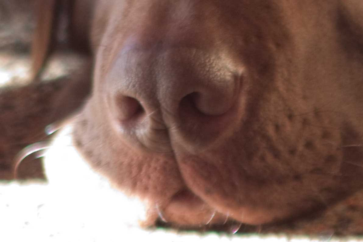 Die Hundenase - tierisch-hunds Webseite!