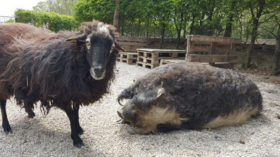 Abschied von Schaf Anka - Tierpatenschaften, Lebenshof, Gnadenhof. Hof ...