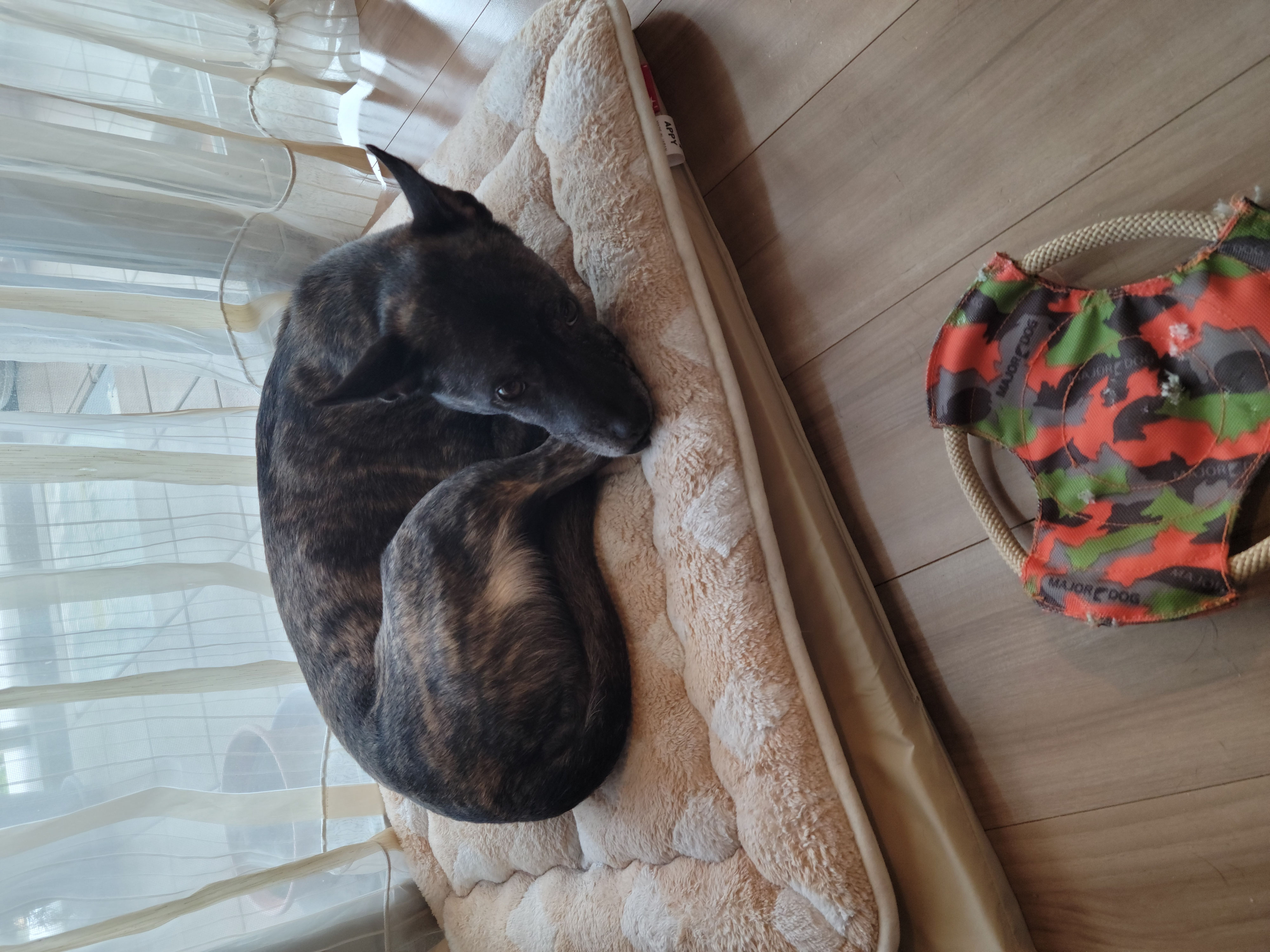 私のご主人様 - npo-sanctuary ページ！