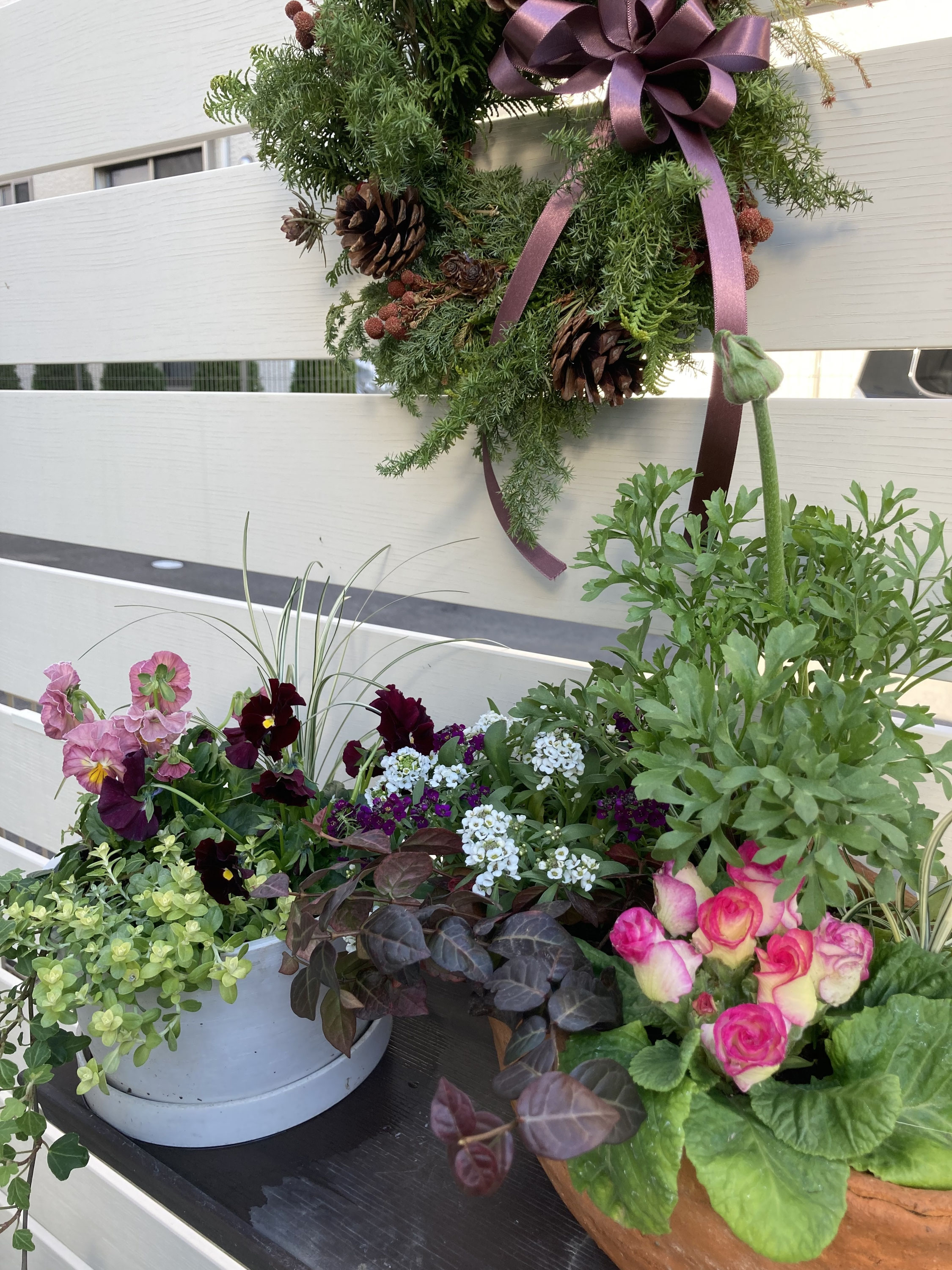 冬の寄せ植え - npo-sanctuary ページ！