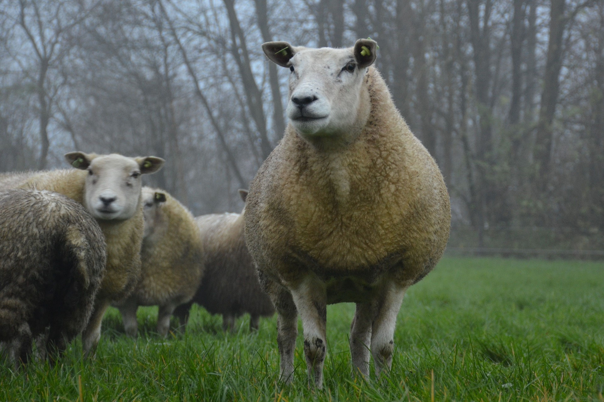 Zur (Amts-) Haftung des Landes bei durch Wolf gerissene Schafe - niehus ...