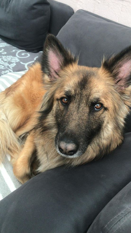 Harzer Fuchs Jack - Webseite zur Vermittlung Altdeutscher Hütehunde