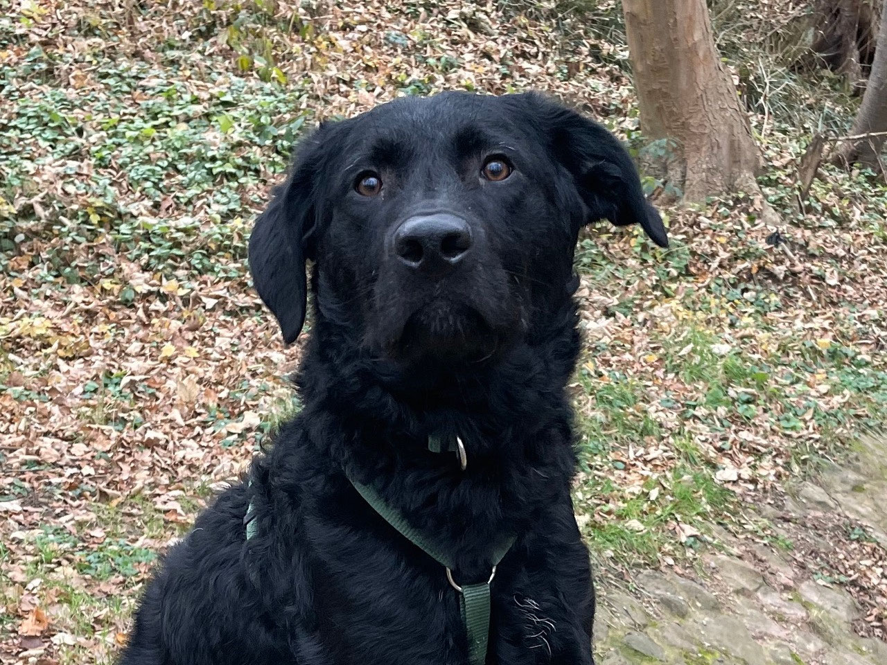 Fritz, Labrador-Schafpudel-Mix - Webseite zur Vermittlung Altdeutscher Hütehunde