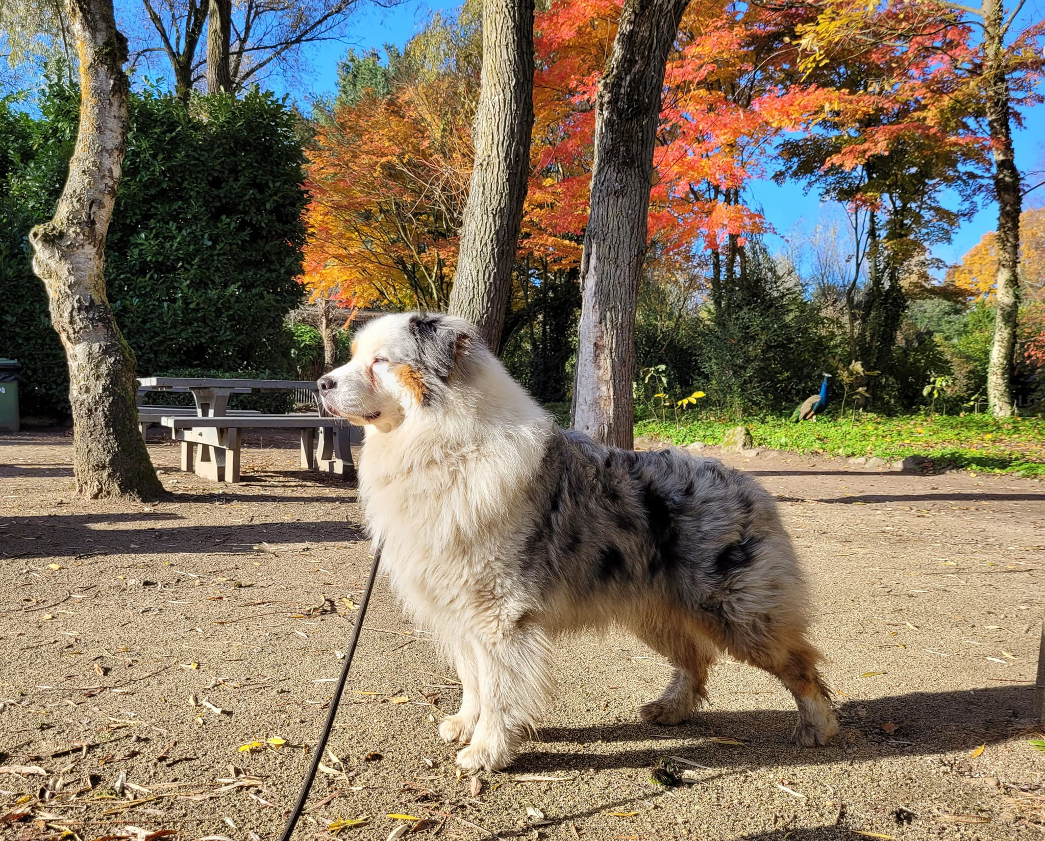 Pakawi Park: een dierenpark waar honden welkom zijn - My Simple Life ...