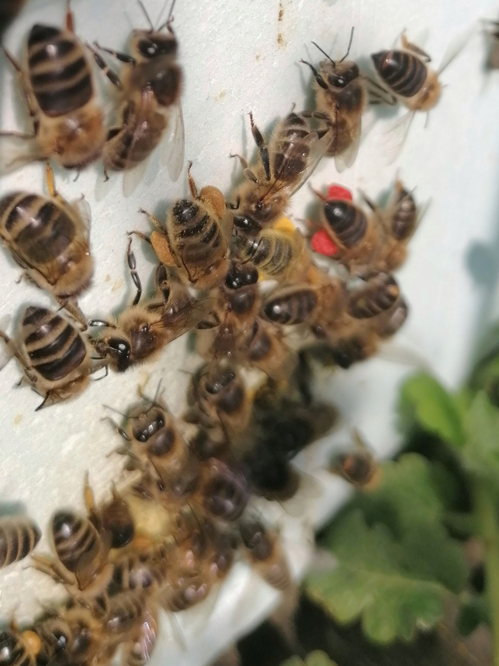 Premier jour vraiment printanier ; L'Abeille Noire - L'Abeille Noire