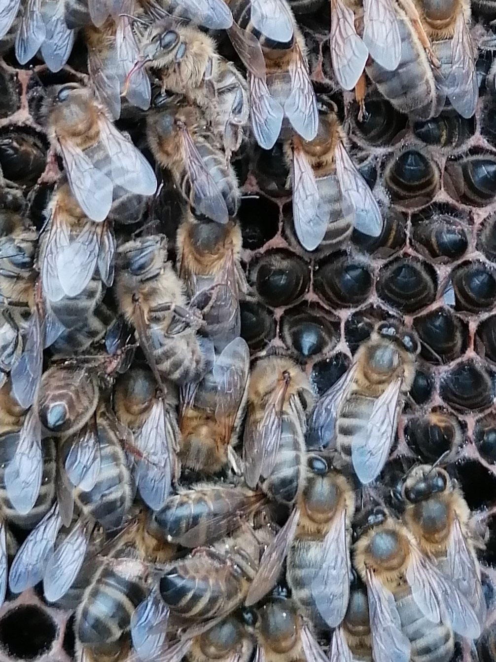 Mortalité subite des colonies d’abeilles en février ; L’Abeille Noire - L'Abeille Noire