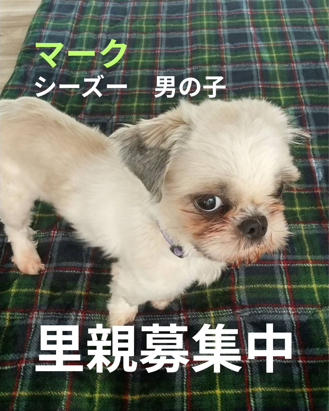 シーズーのマークのご紹介☆ - 犬と猫の相談室 NPO法人もふっこひだ 岐阜県