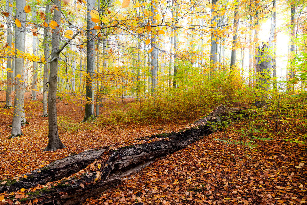 Neue Bilder aus dem Osten - Weltnaturerbe Grumsin - Sebastian Hennigs ...